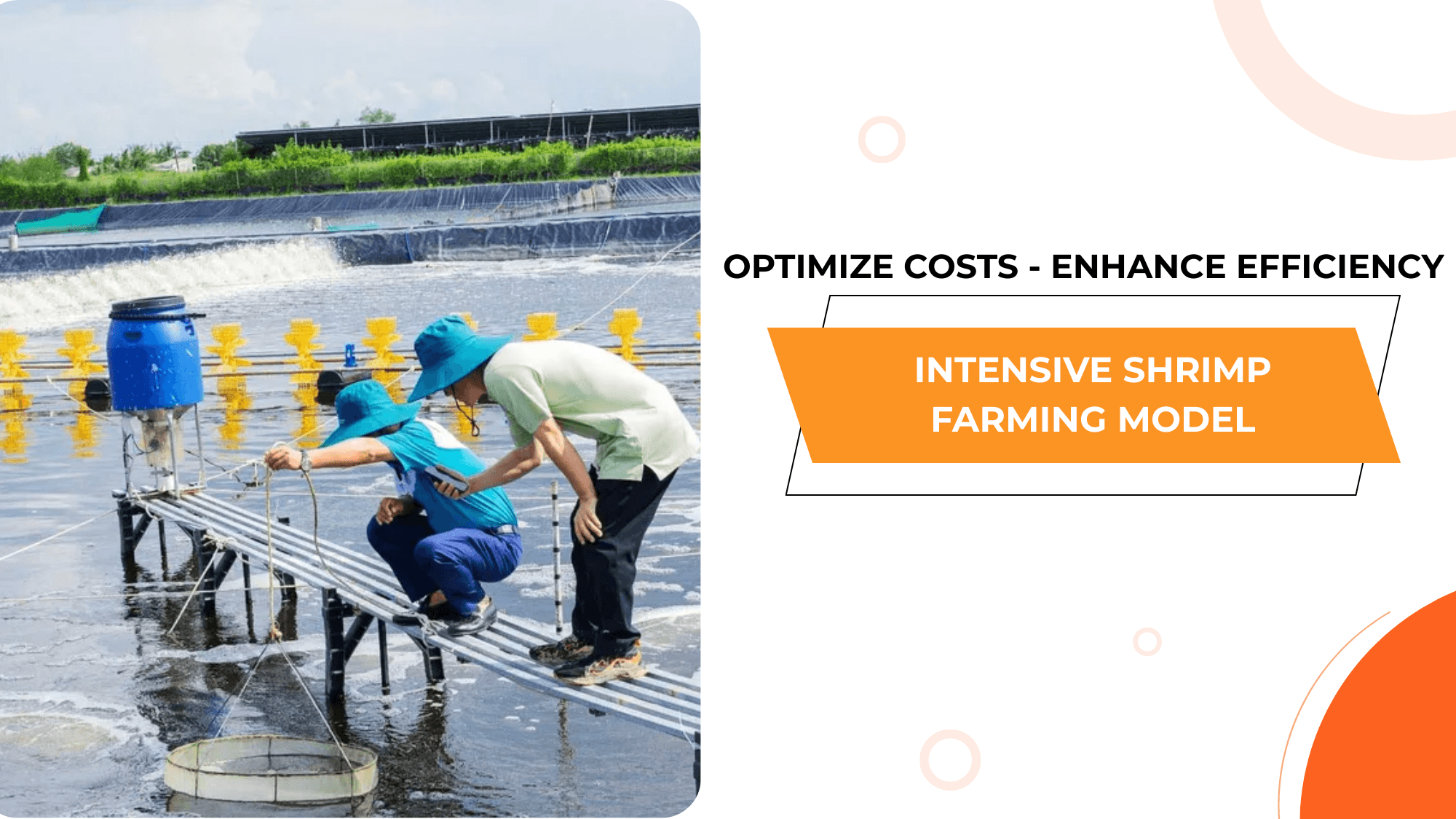 OPTIMIZE COSTS – ENHANCE EFFICIENCY THROUGH INTENSIVE SHRIMP FARMING MODEL