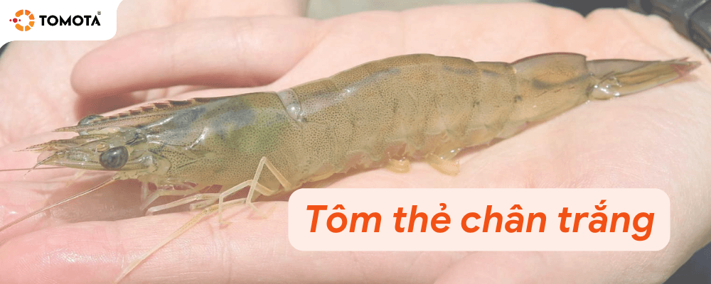 Tổng quát những điều cần biết khi nuôi tôm thẻ chân trắng 2024
